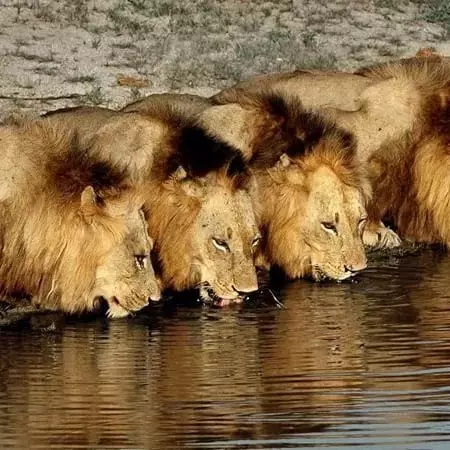 Brothers in Blood: The Mapogo Lions - Secret Africa