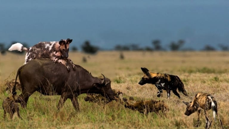 Top 10 Interesting Facts about African Wild Dog - Secret Africa